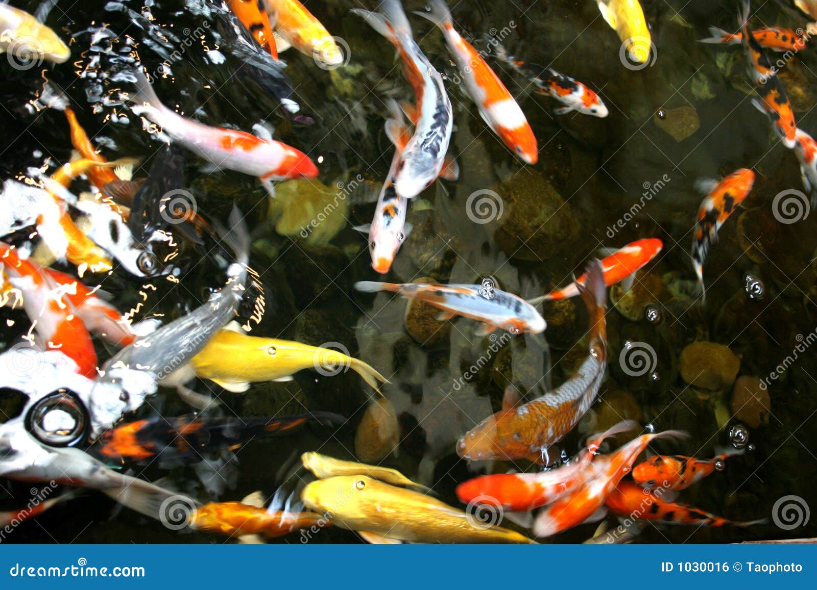 Pond fish stock photo. Image of pond, nature, fish, shallow - 1030016