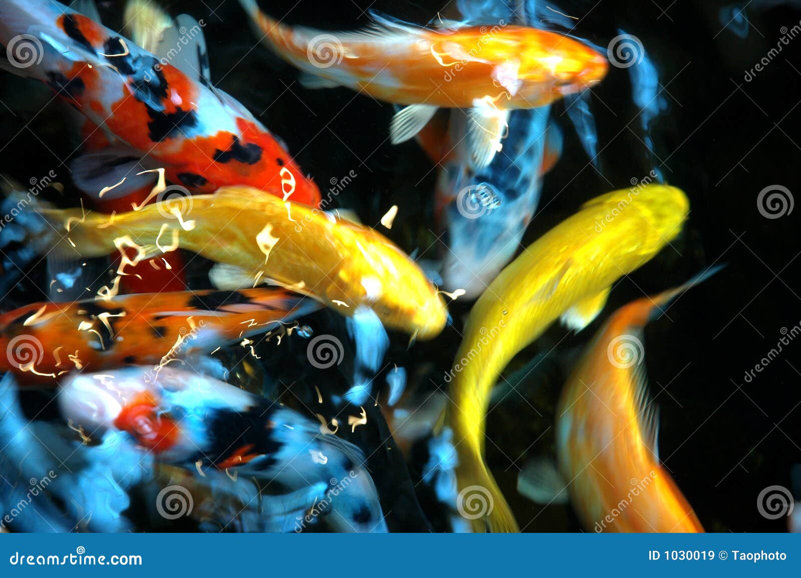 Pond fish stock image. Image of garden, color, stone, fish - 1030019
