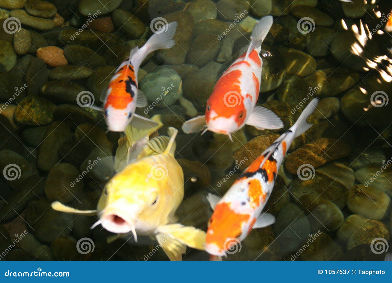 Pond fish stock image. Image of fish, pond, garden, nature - 1057637
