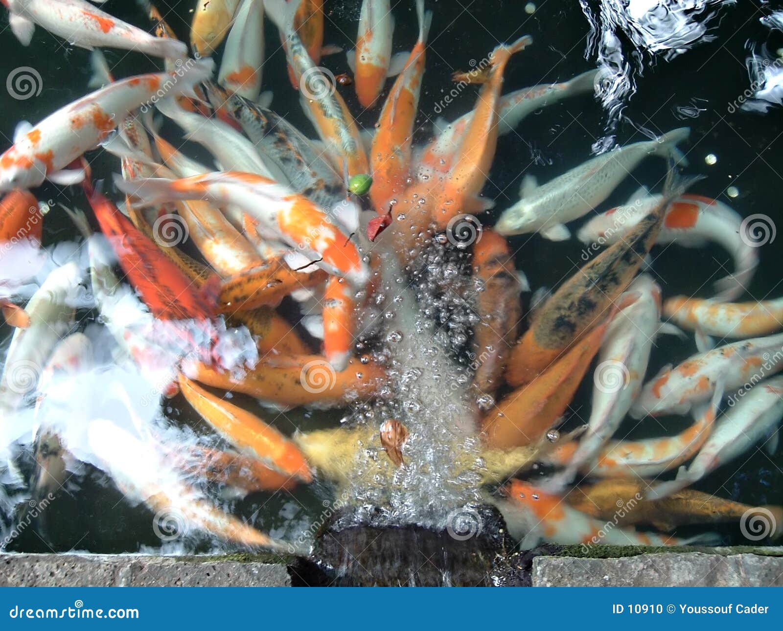 Pond fish stock photo. Image of skin, aquatic, pond, color - 10910