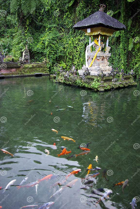 Pond and Fish in a Temple in Bali Stock Photo - Image of fish ...