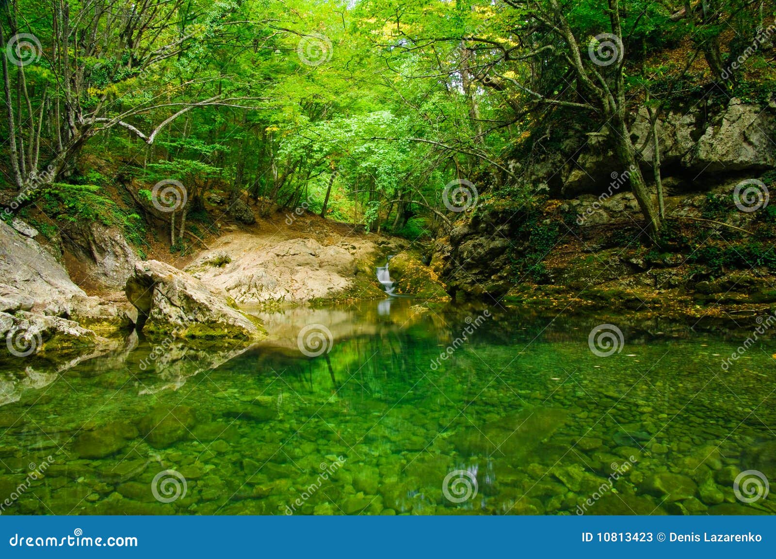 Pond in forest stock image. Image of lush, outdoor, brook - 10813423