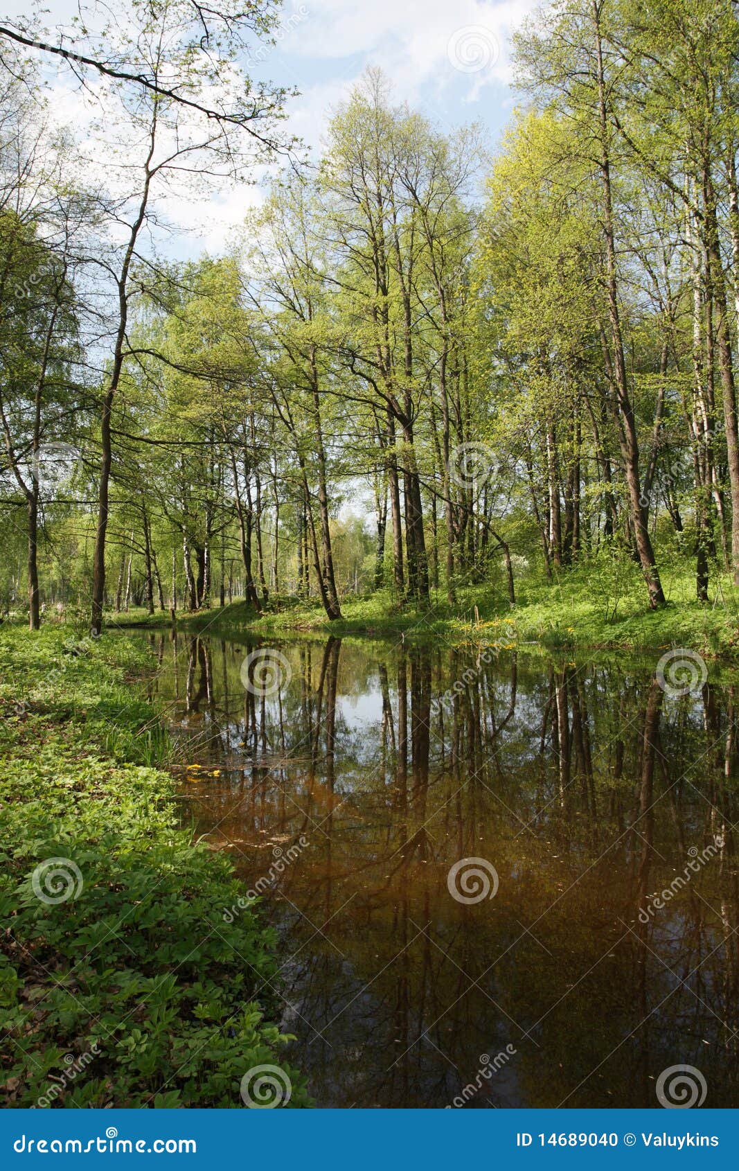 Pond in the forest stock photo. Image of season, ornamental - 14689040