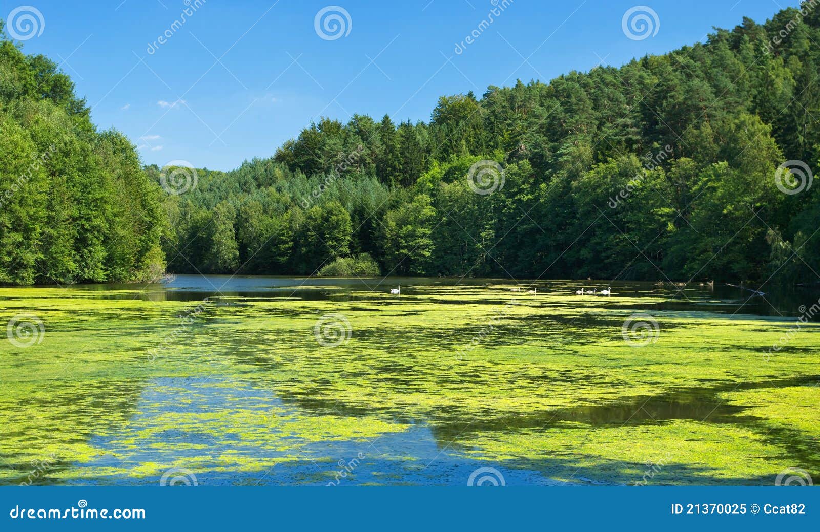 Pond in the forest stock image. Image of outdoor, beautiful - 21370025