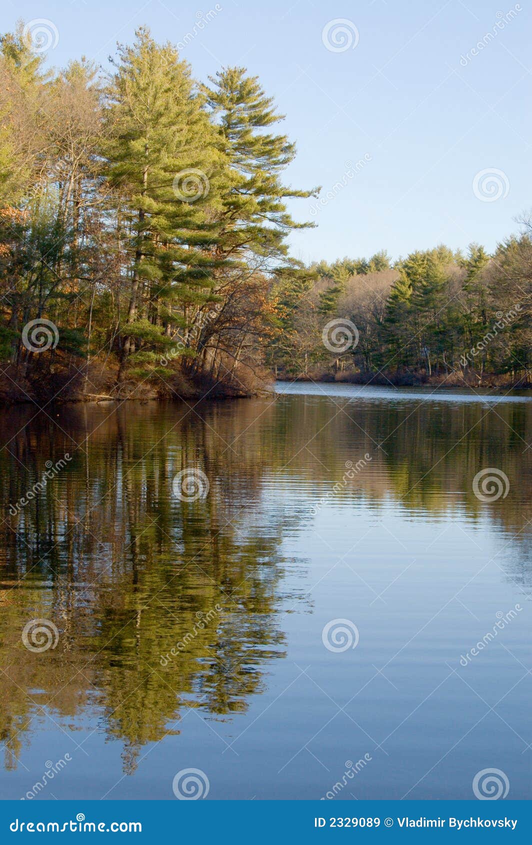 Pond and Forest stock image. Image of water, evergreens - 2329089