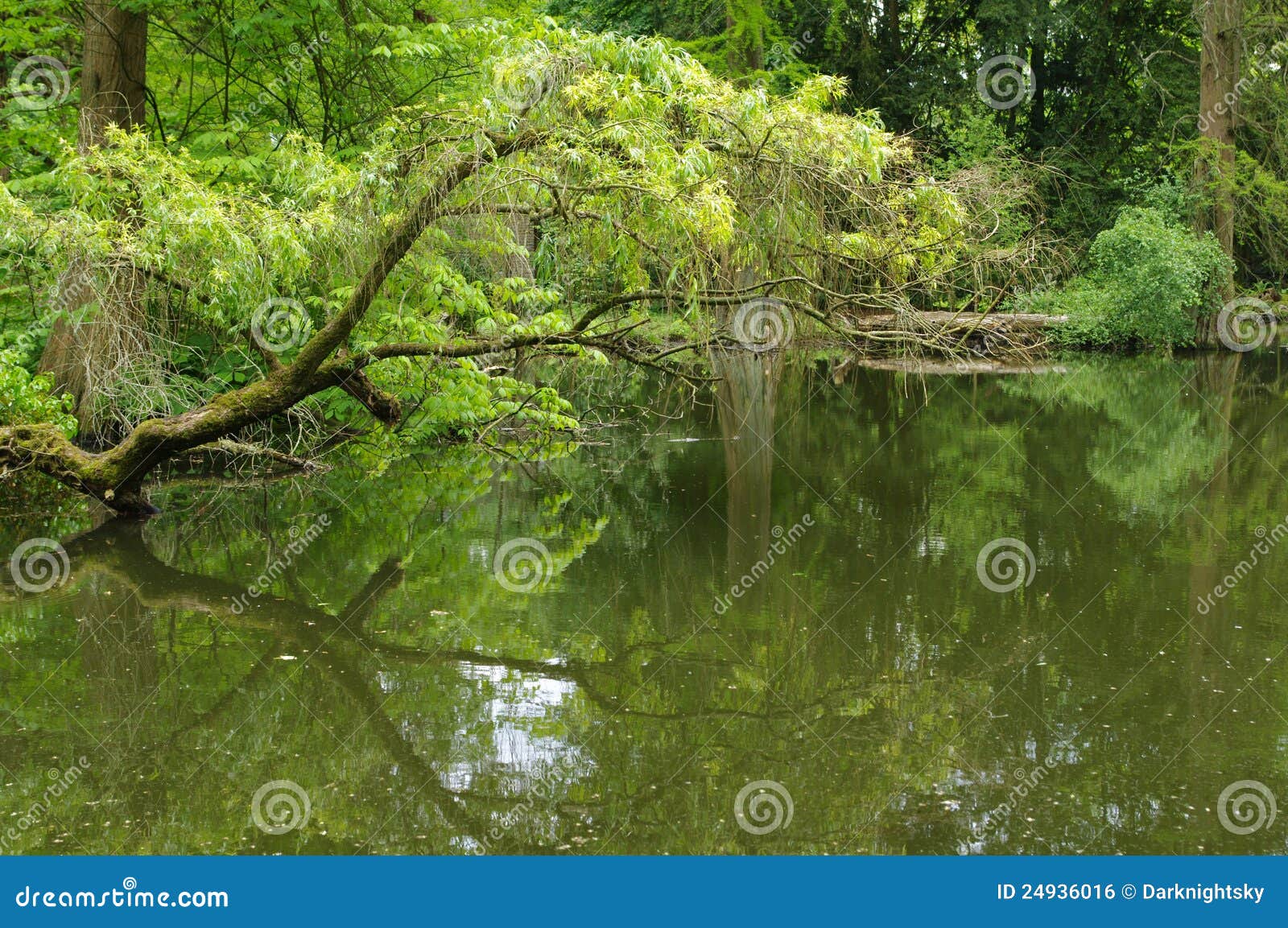 Pond in Forest stock photo. Image of peaceful, falling - 24936016