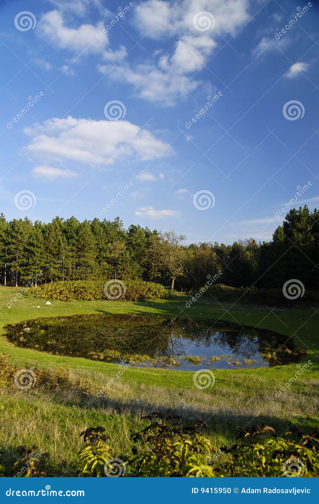 Pond with forest stock photo. Image of scene, idyllic - 9415950