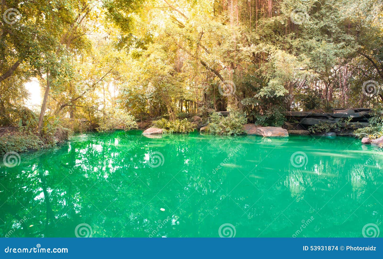 Pond in the Forest stock photo. Image of pond, leaf, plant - 53931874