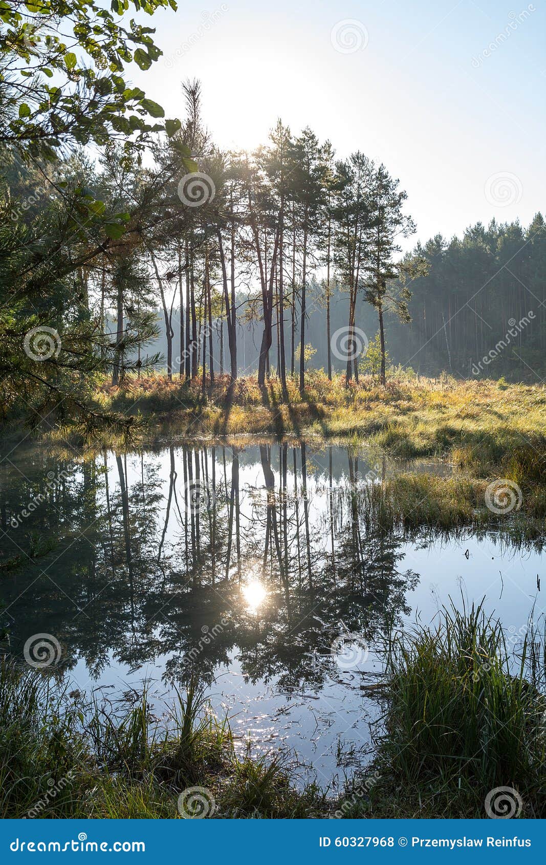Pond in the forest stock photo. Image of green, landscape - 60327968