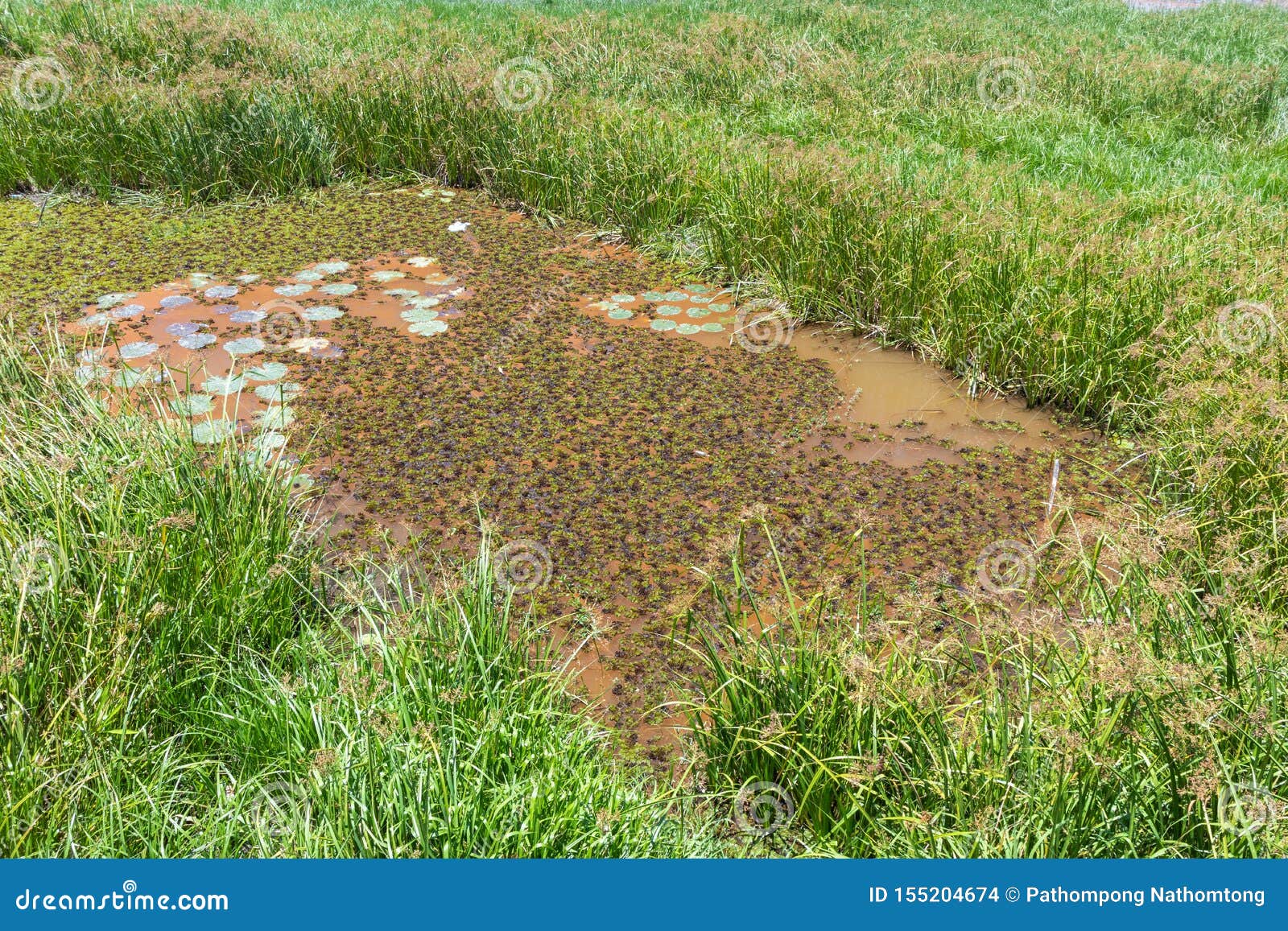 Pond in the forest field stock photo. Image of natural - 155204674