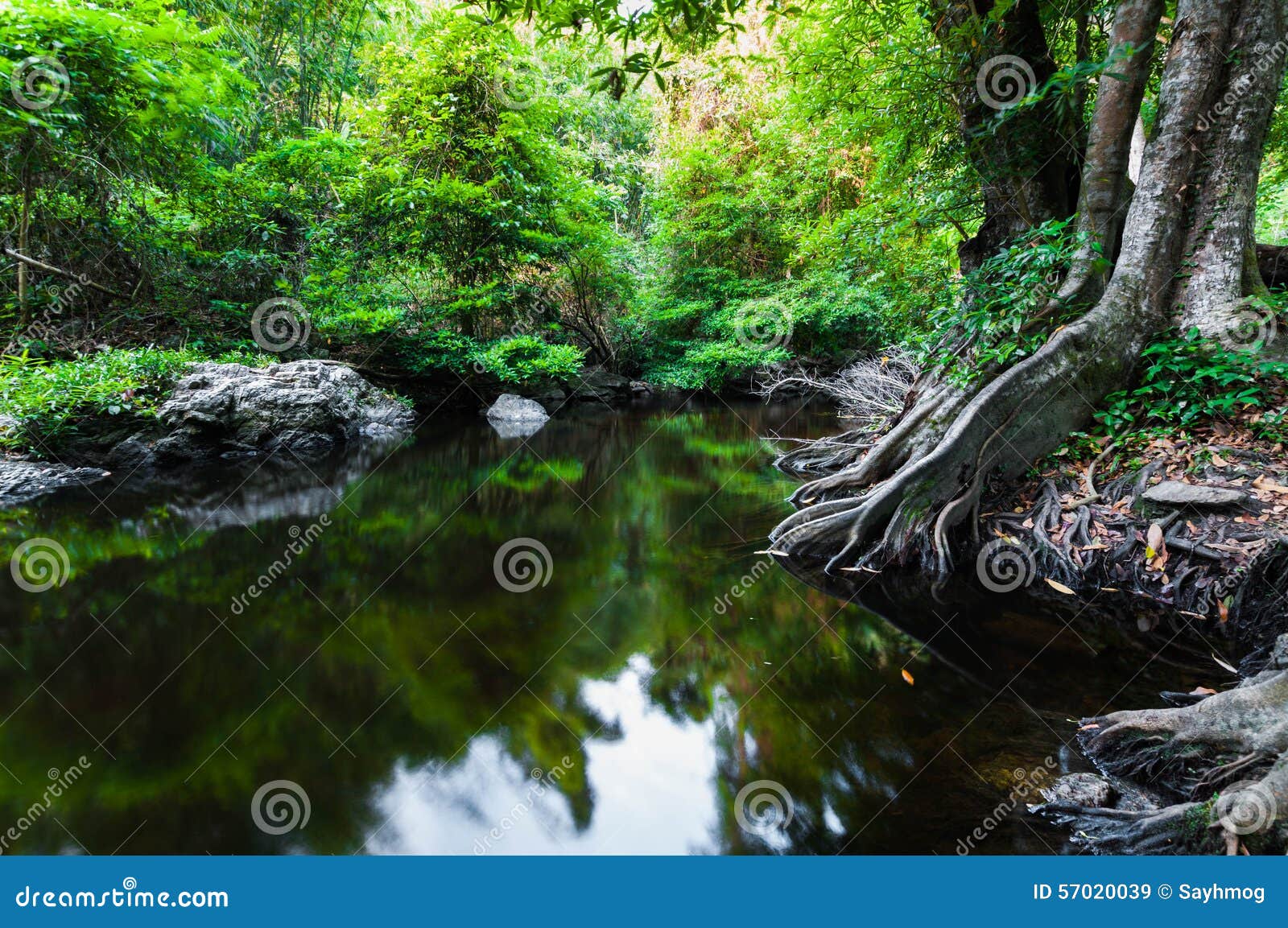 Pond in the Forest Landscape Stock Image - Image of outdoor, dark: 57020039