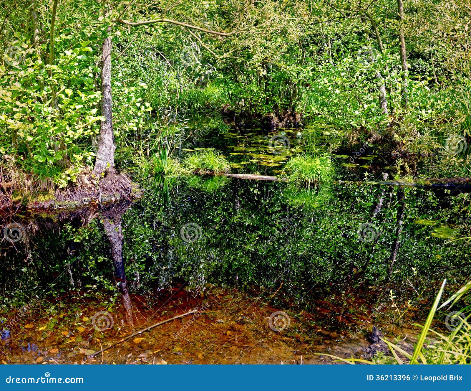 Pond in the forest stock photo. Image of growth, calm - 36213396