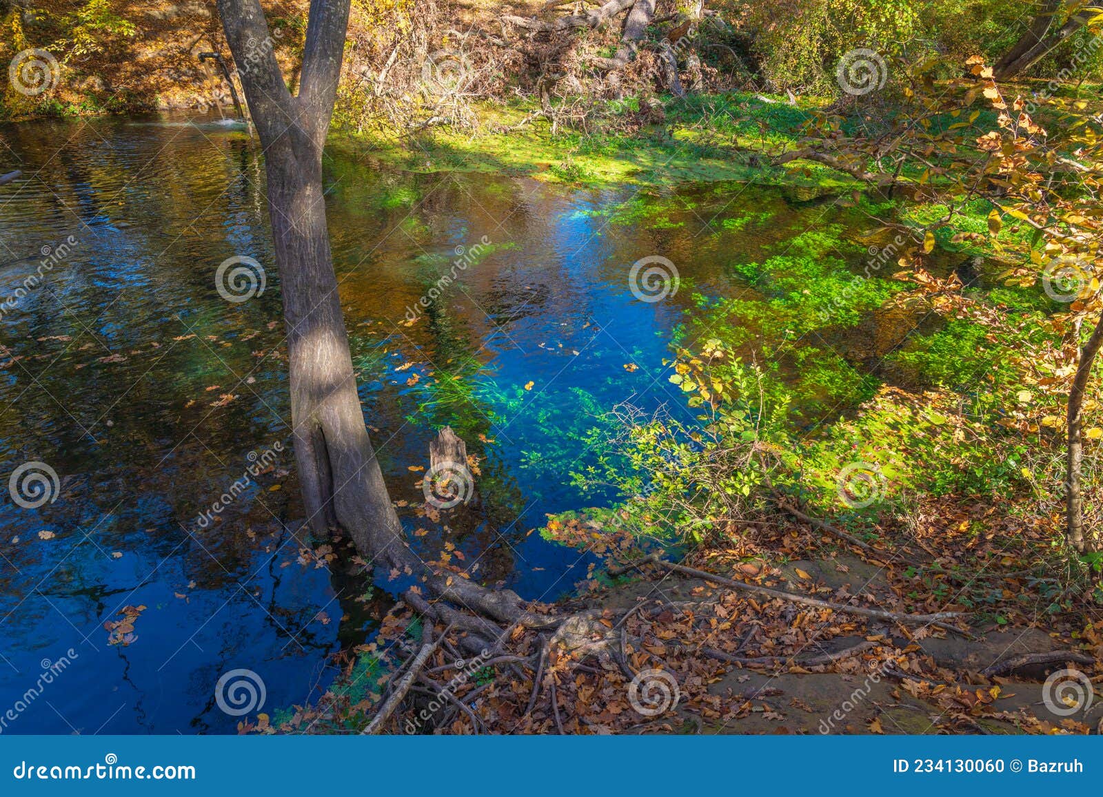 A Pond in the Forest Overgrown with Green Algae Stock Photo - Image of ...