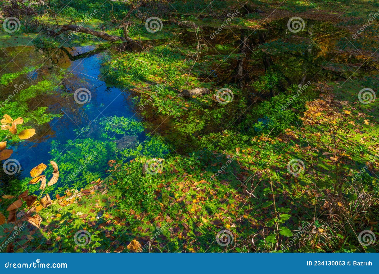 A Pond in the Forest Overgrown with Green Algae Stock Image - Image of ...