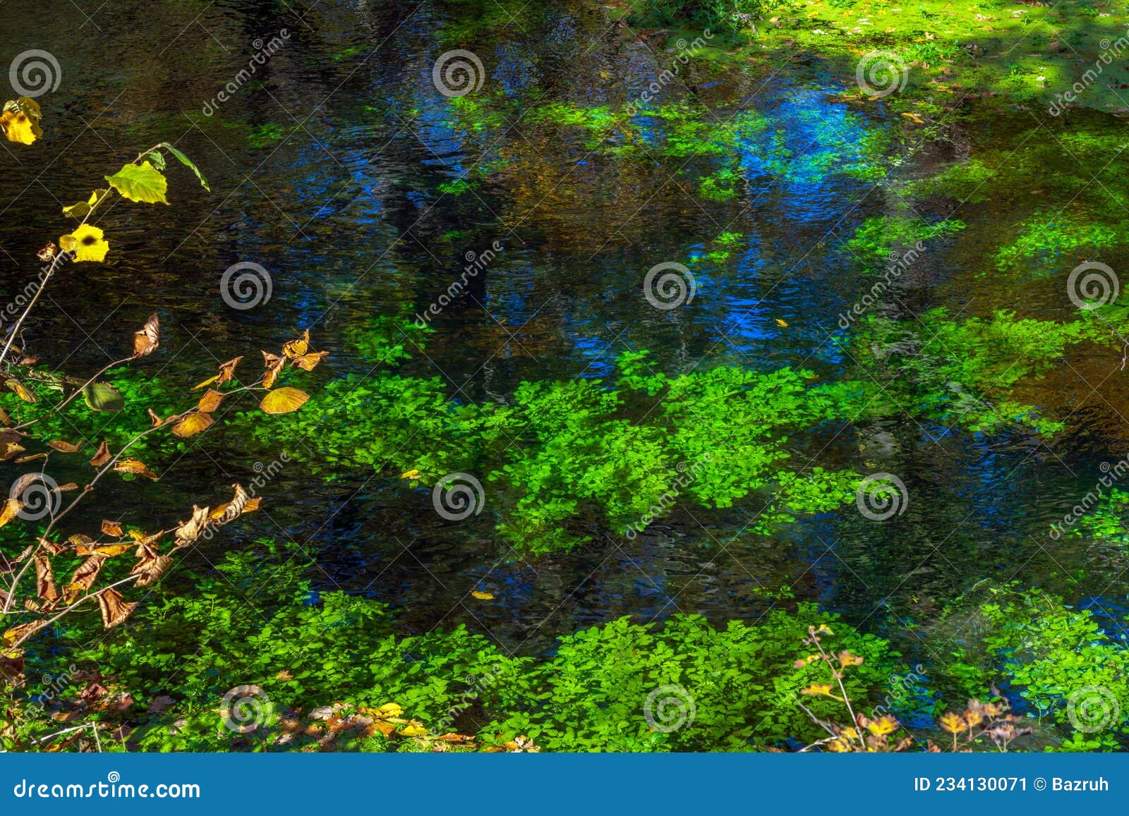 A Pond in the Forest Overgrown with Green Algae Stock Image - Image of ...