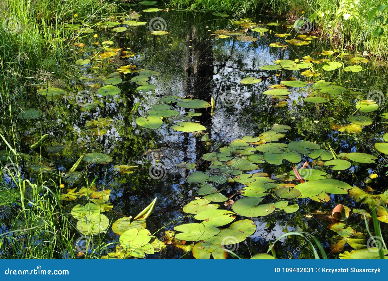 Pond in the forest. stock image. Image of nature, lily - 109482831