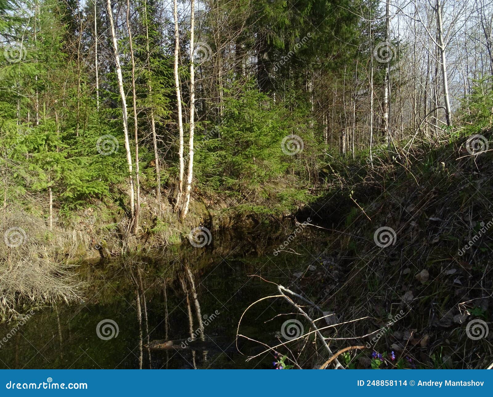 Pond in the forest stock photo. Image of water, tree - 248858114