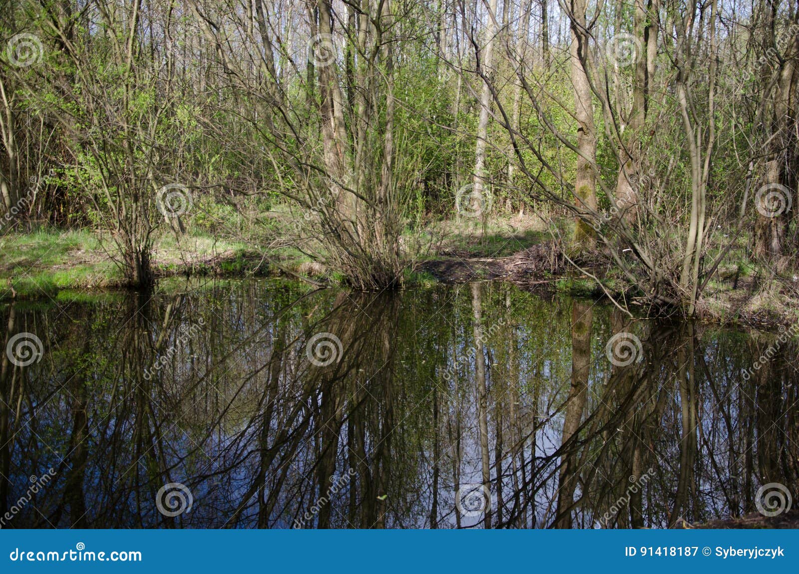 A pond in forest stock image. Image of pond, cracow, poland - 91418187