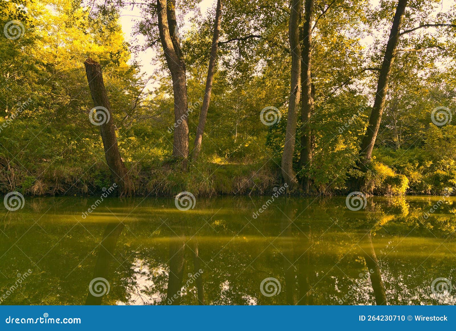 Pond in the Forest with Reflections of the Trees Stock Photo - Image of ...