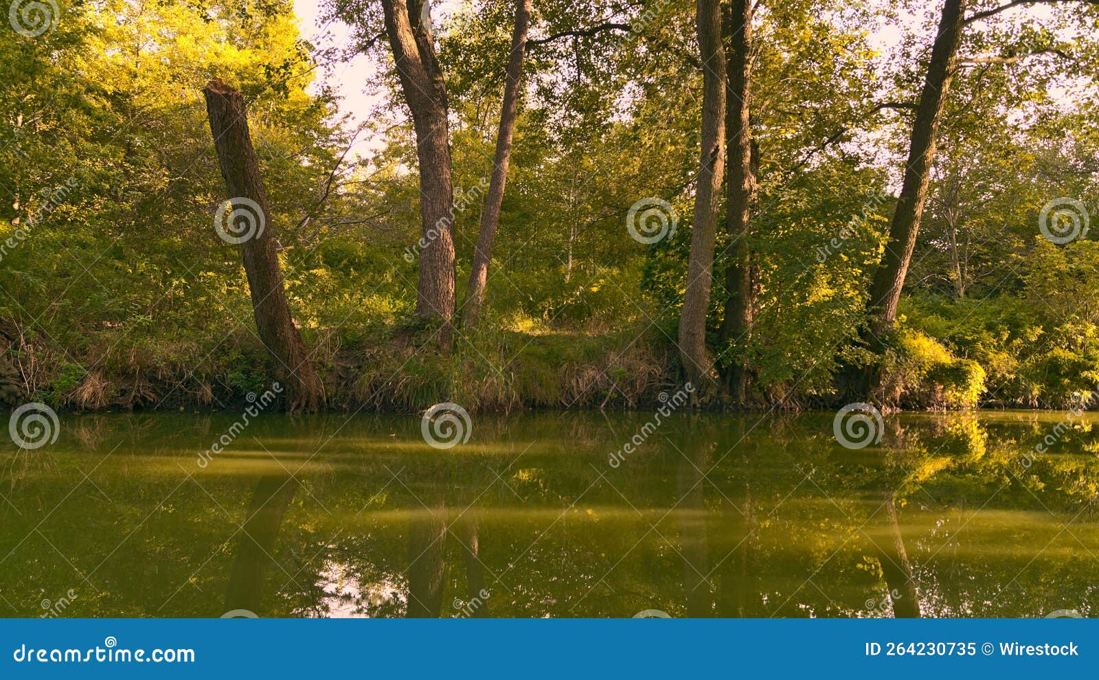 Pond in the Forest with Reflections of the Trees Stock Image - Image of ...