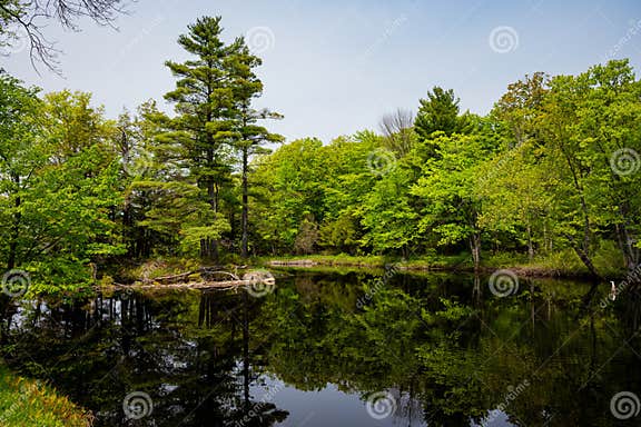 Pond in a forest stock photo. Image of pond, garden - 331742770