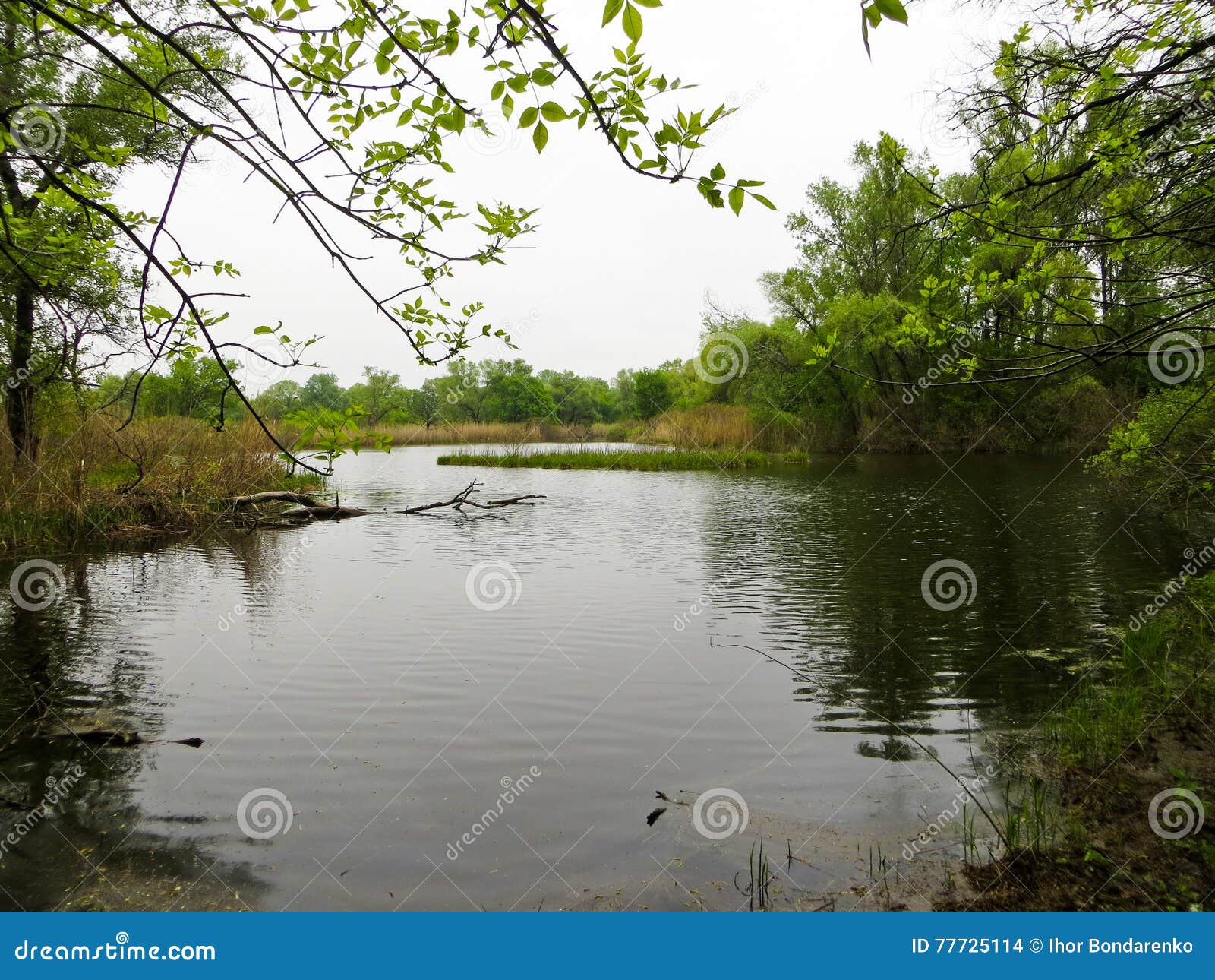 Pond in a forest stock photo. Image of foliage, mystery - 77725114
