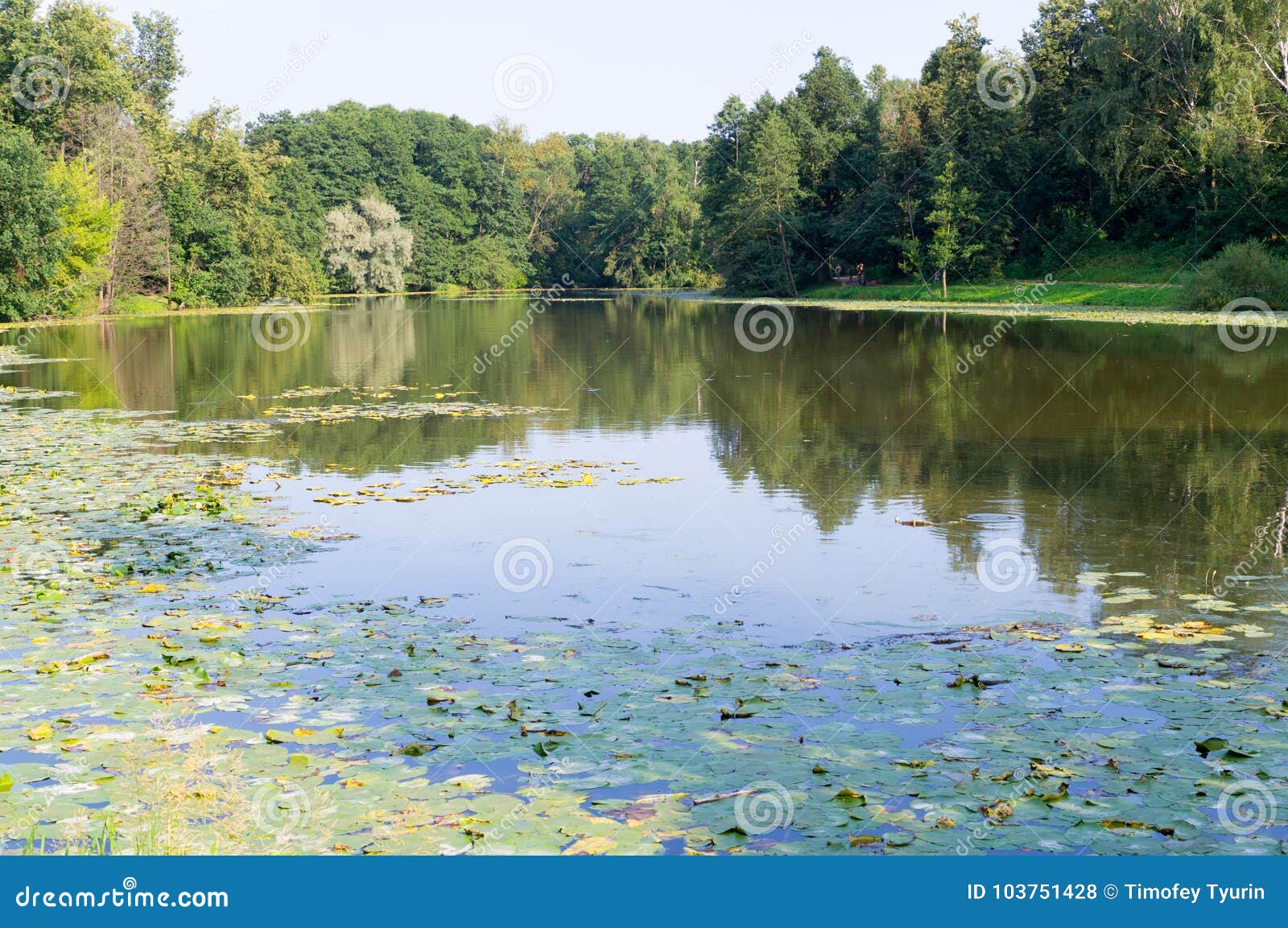 Pond in the Forest. Background, Nature. Stock Photo - Image of ...