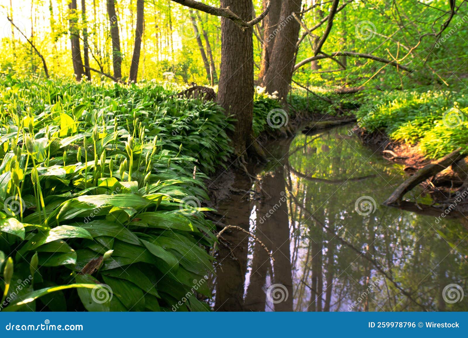Pond in the Forest on a Sunny Day Stock Photo - Image of growth, green ...