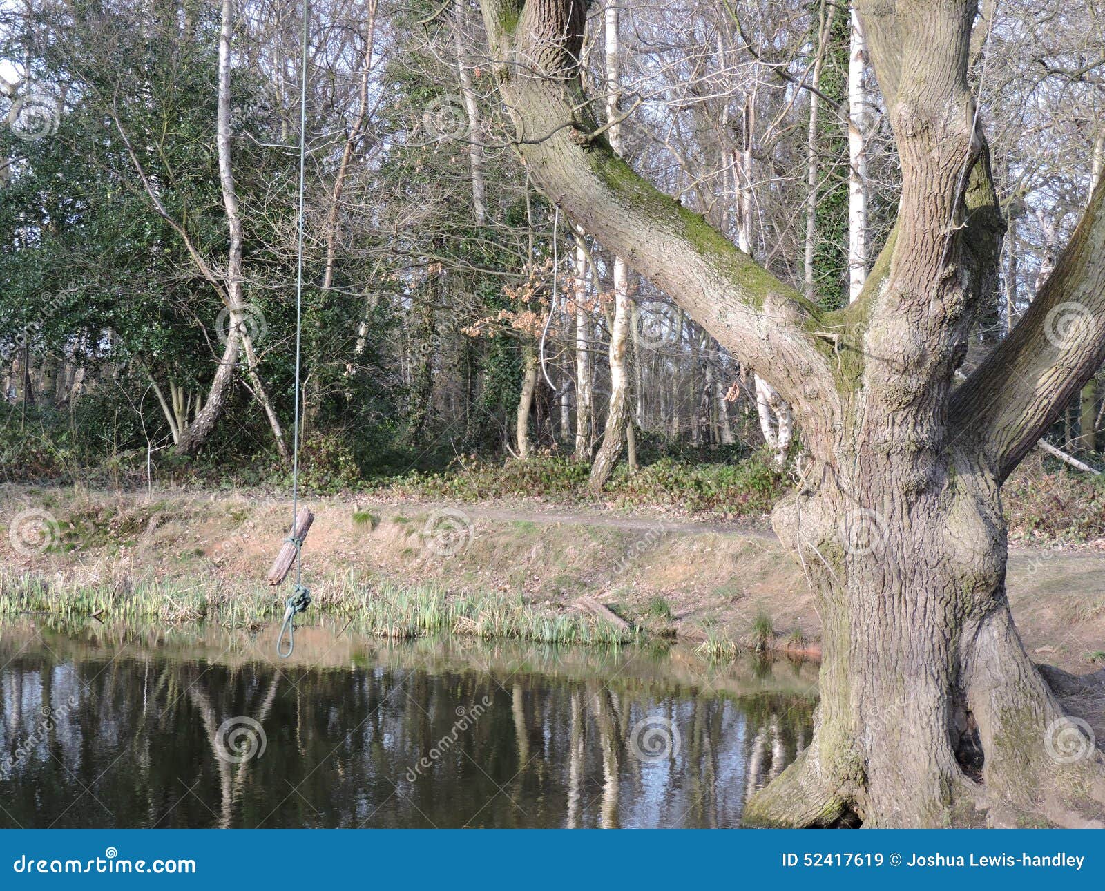 Pond with Forest Trees and Reflection Stock Image - Image of pond ...