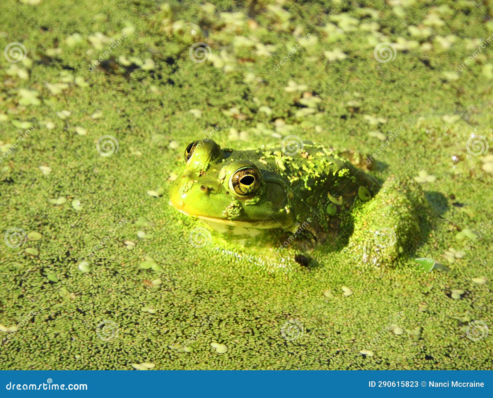 Wetland Pond Bull Frog Smiling in Sunshine Stock Image - Image of ...