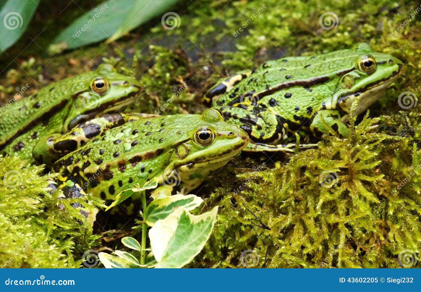 Pond Frogs stock image. Image of garden, three, pond - 43602205