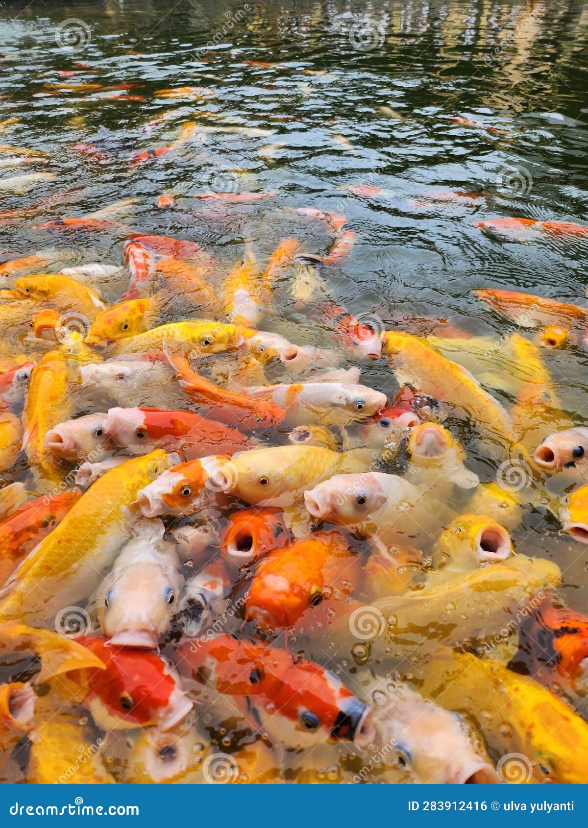 A Pond Full of Colorful Koi Fish Stock Photo - Image of colorful, full ...