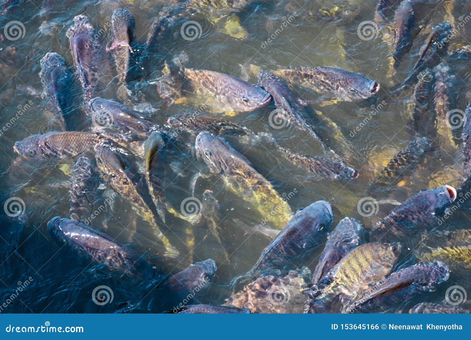 Swarming fish stock photo. Image of nature, lake, cyprinidae - 153645166