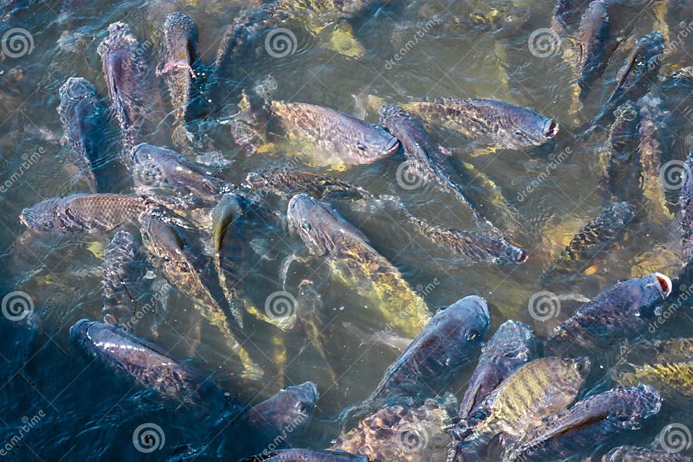 Swarming fish stock photo. Image of nature, lake, cyprinidae - 153645166