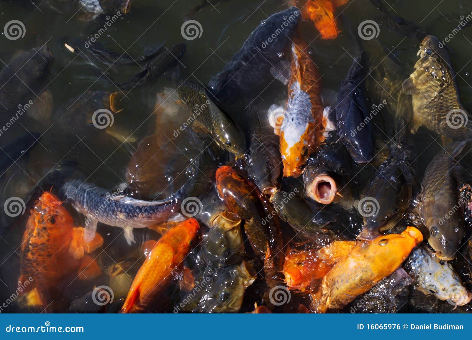 Pond Full with Hungry Goldfish Stock Photo - Image of fish, farm: 16065976