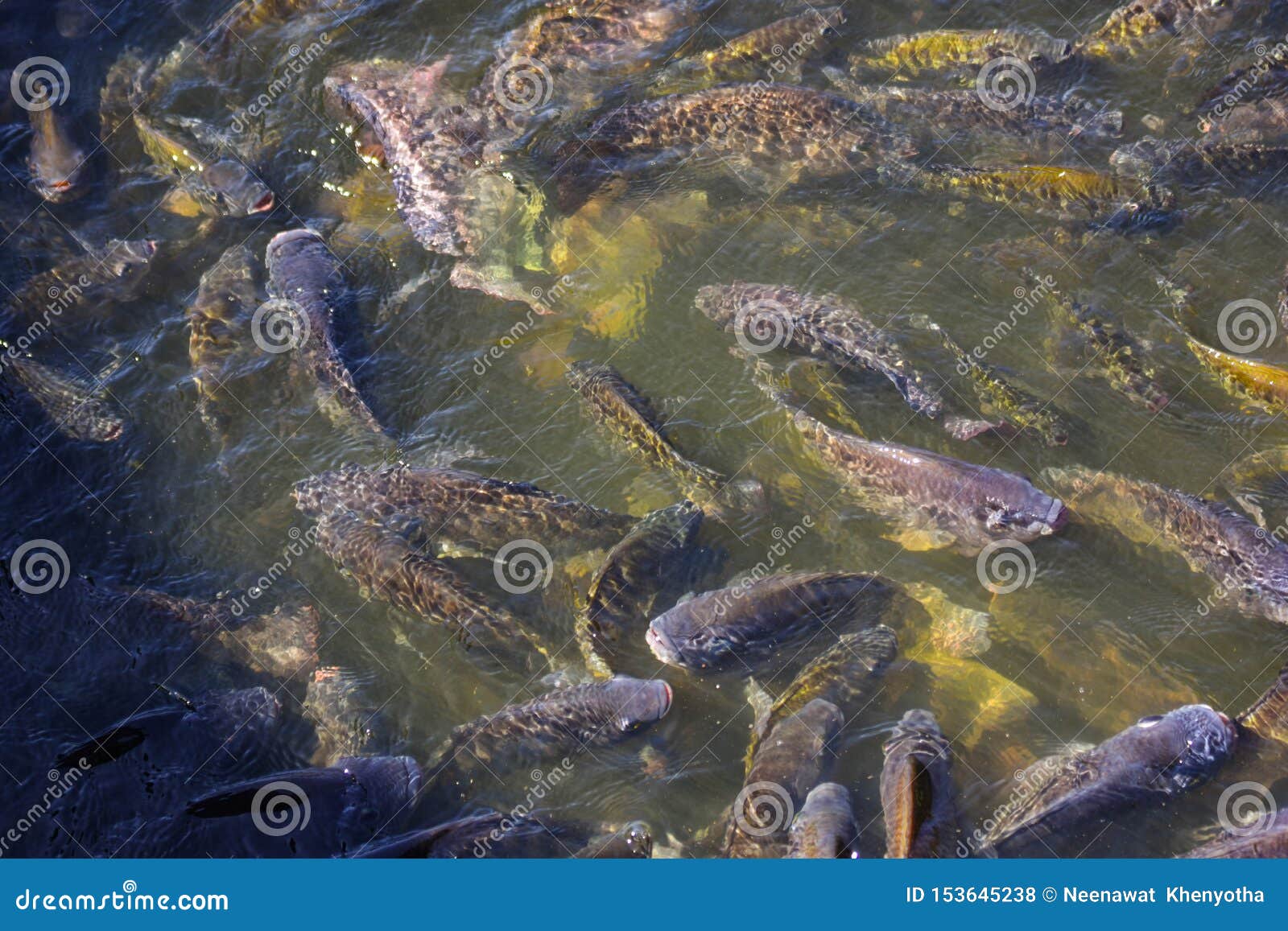 Swarming fish stock photo. Image of fishery, outdoor - 153645238