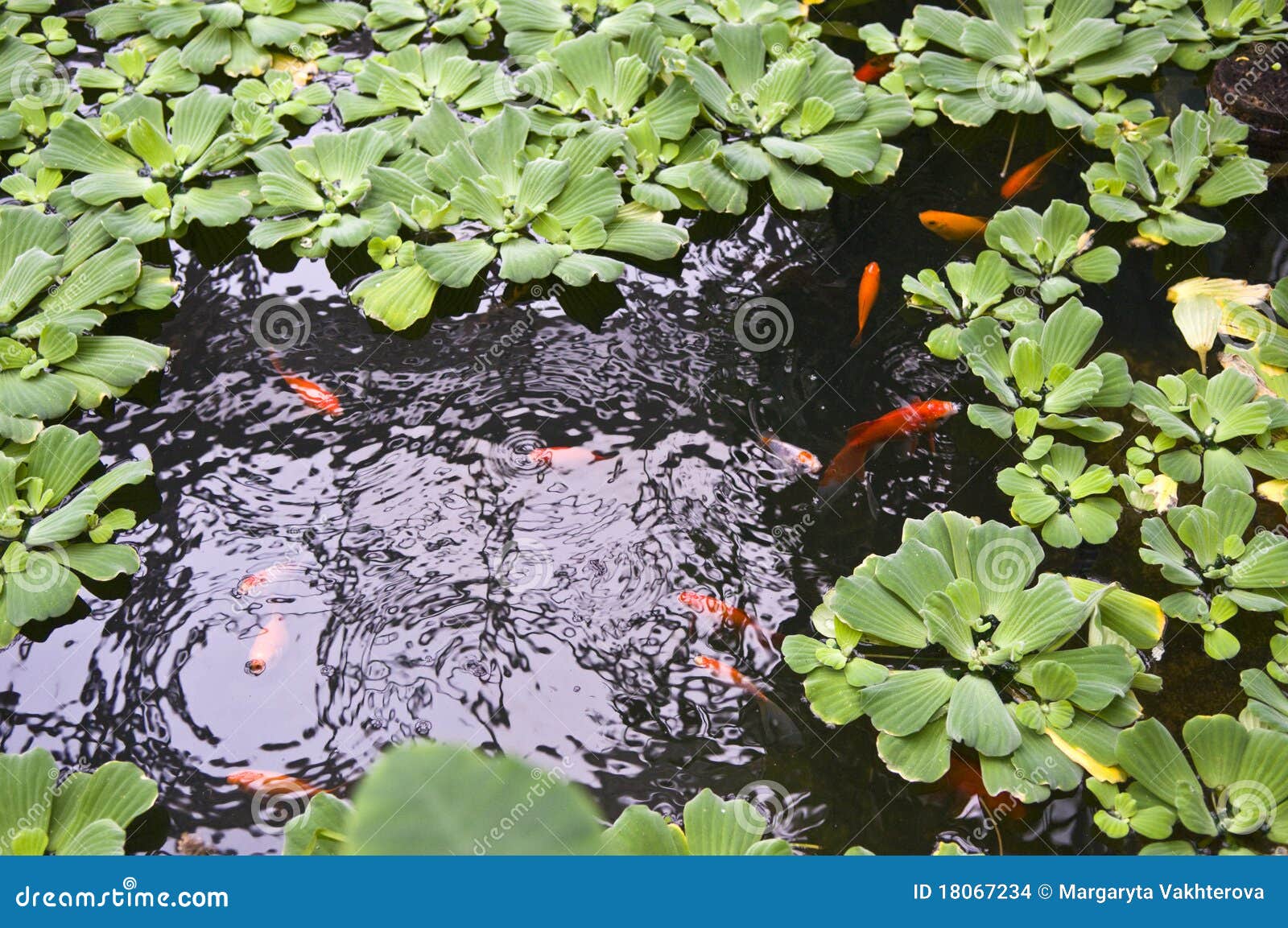 Pond with Gold Red Fish and Green Plants Stock Photo - Image of ...