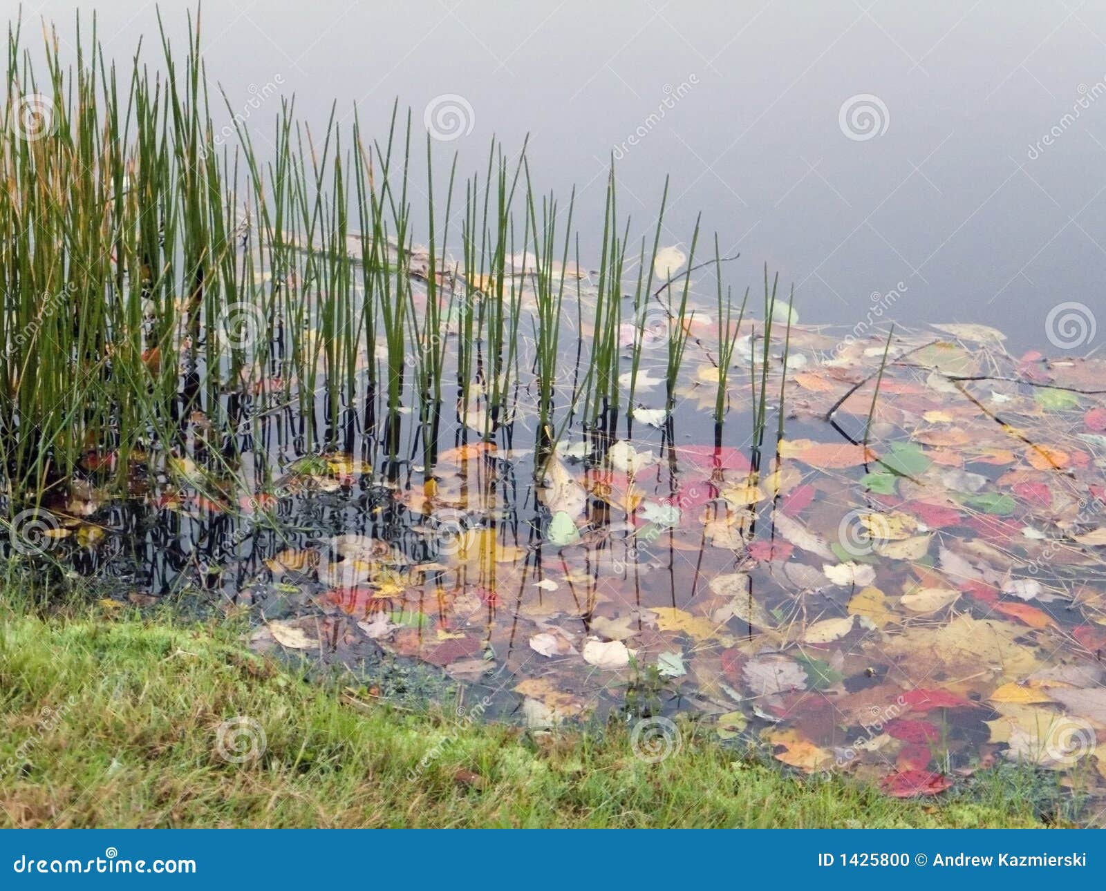 Pond Grass stock photo. Image of water, autumn, pond, grass - 1425800
