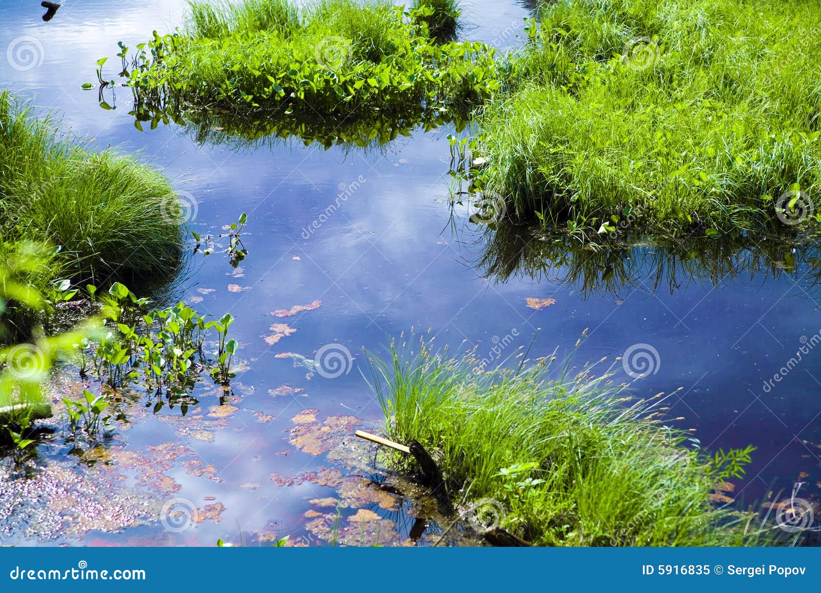 Pond with grass stock image. Image of lawn, hummock, freshness - 5916835