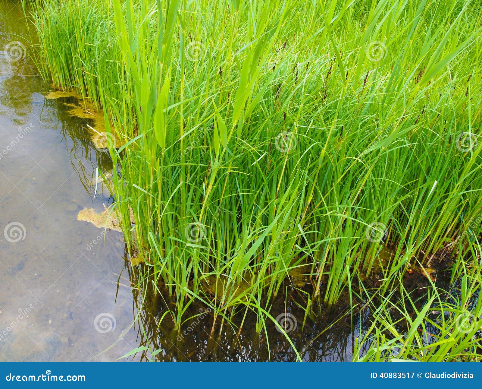 Pond grass stock image. Image of green, nature, lawn - 40883517