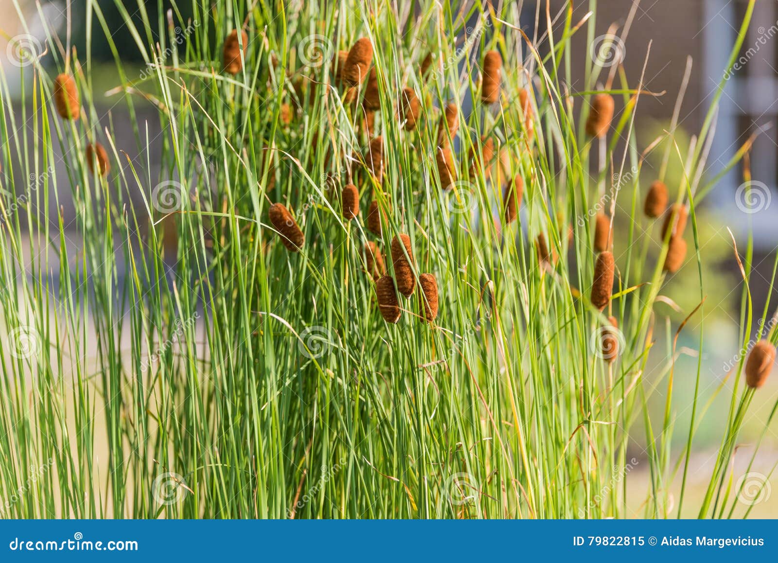 Pond grass stock image. Image of nature, park, wallpaper - 79822815