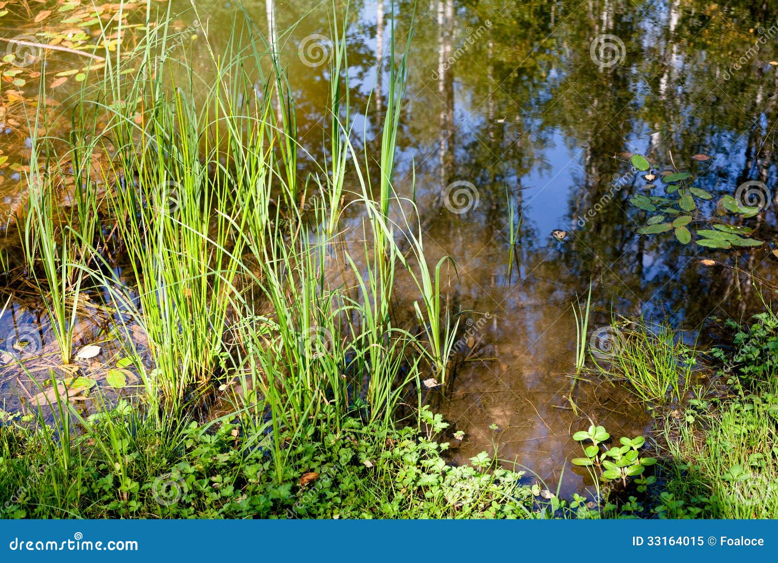Pond and grass stock image. Image of reflection, evergreen - 33164015