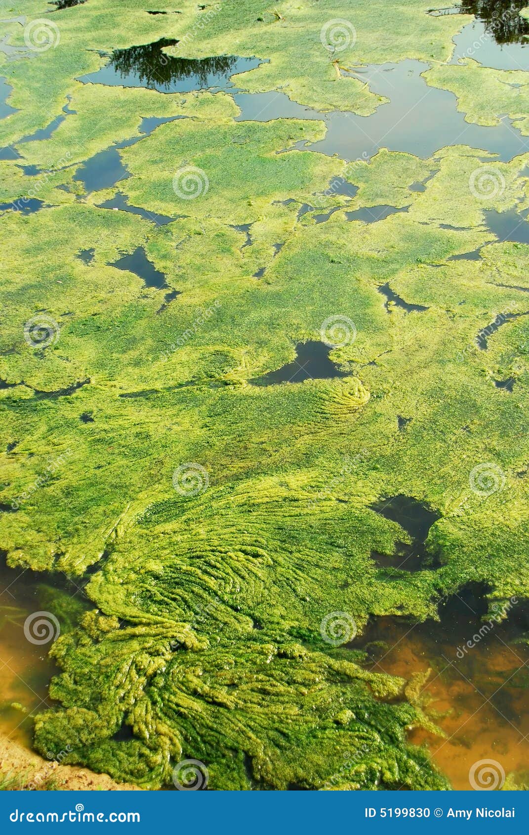 Green. Algae. Lichens. Moss. Tree Bark. Texture. Close-Up. Background ...