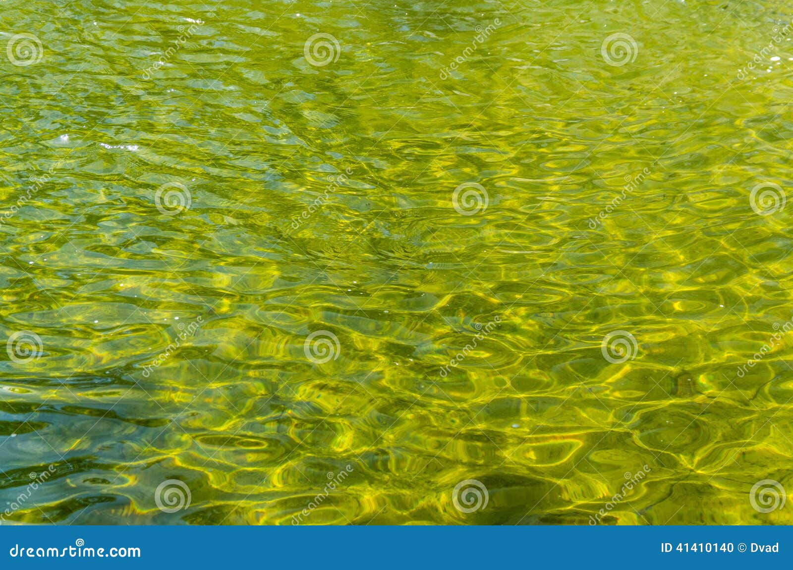 Pond with green water stock photo. Image of natural, background - 41410140