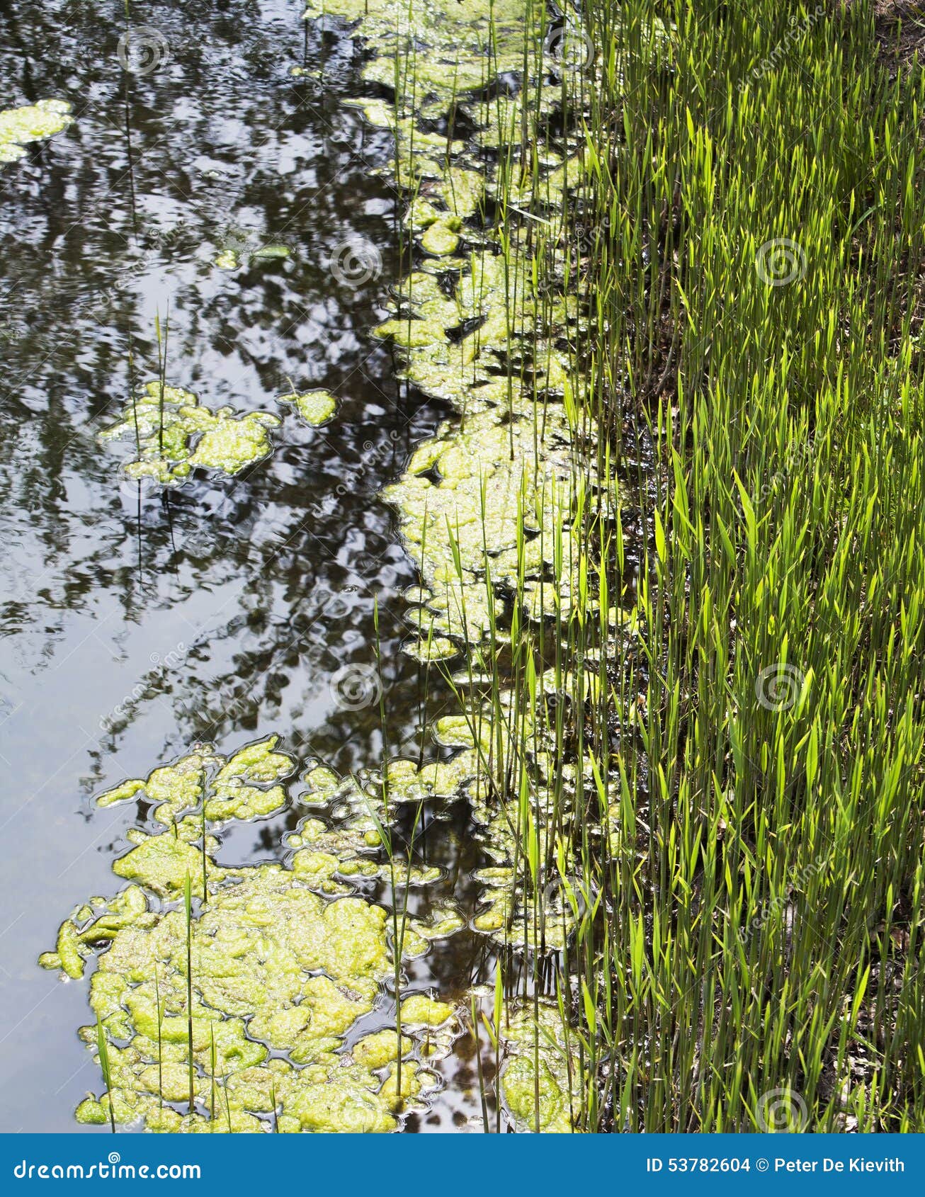 Pond stock photo. Image of water, reed, environment, beauty - 53782604