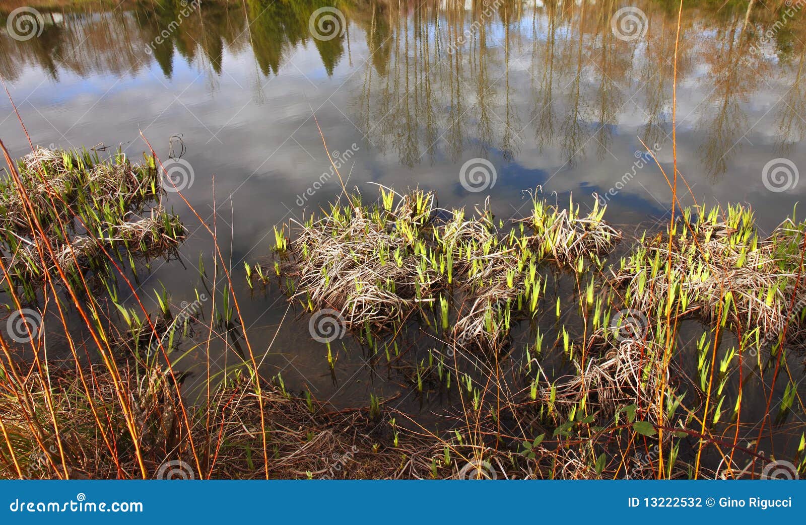 Pond Growth & Reflections Stock Photo - Image of fresh, light: 13222532