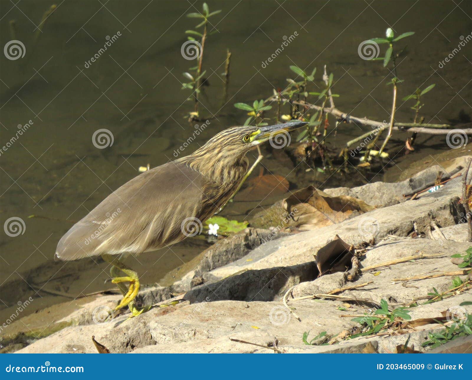 Pond Heron Bird Chasing Some Bug. Stock Image - Image of heron, animal ...