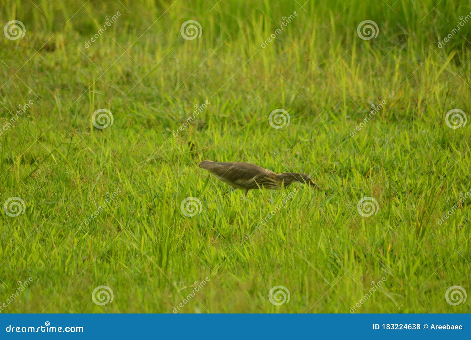 Pond heron or paddy bird stock photo. Image of nature - 183224638
