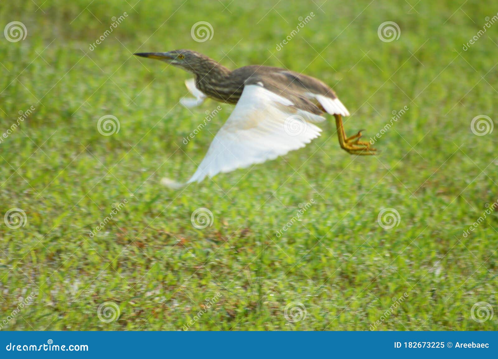 Pond Heron or Paddy Bird on Flight Stock Image - Image of heron, paddy ...
