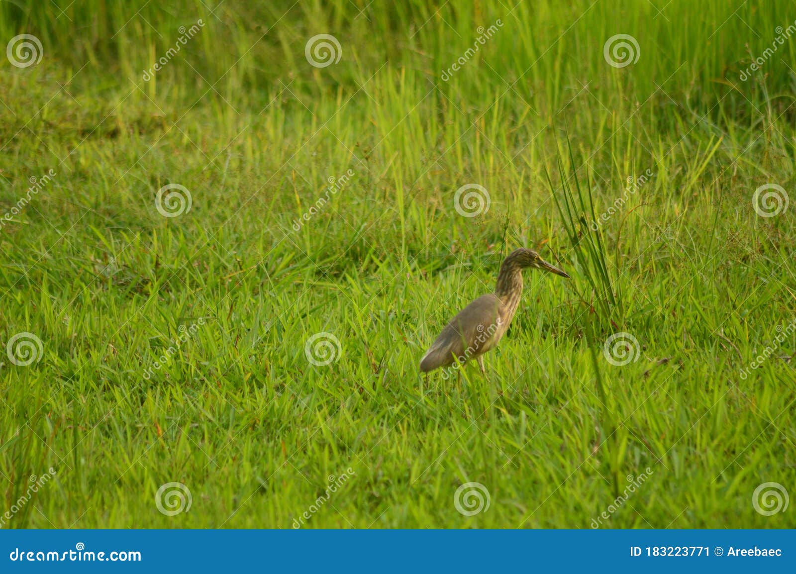 Pond heron or paddy bird stock image. Image of bird - 183223771